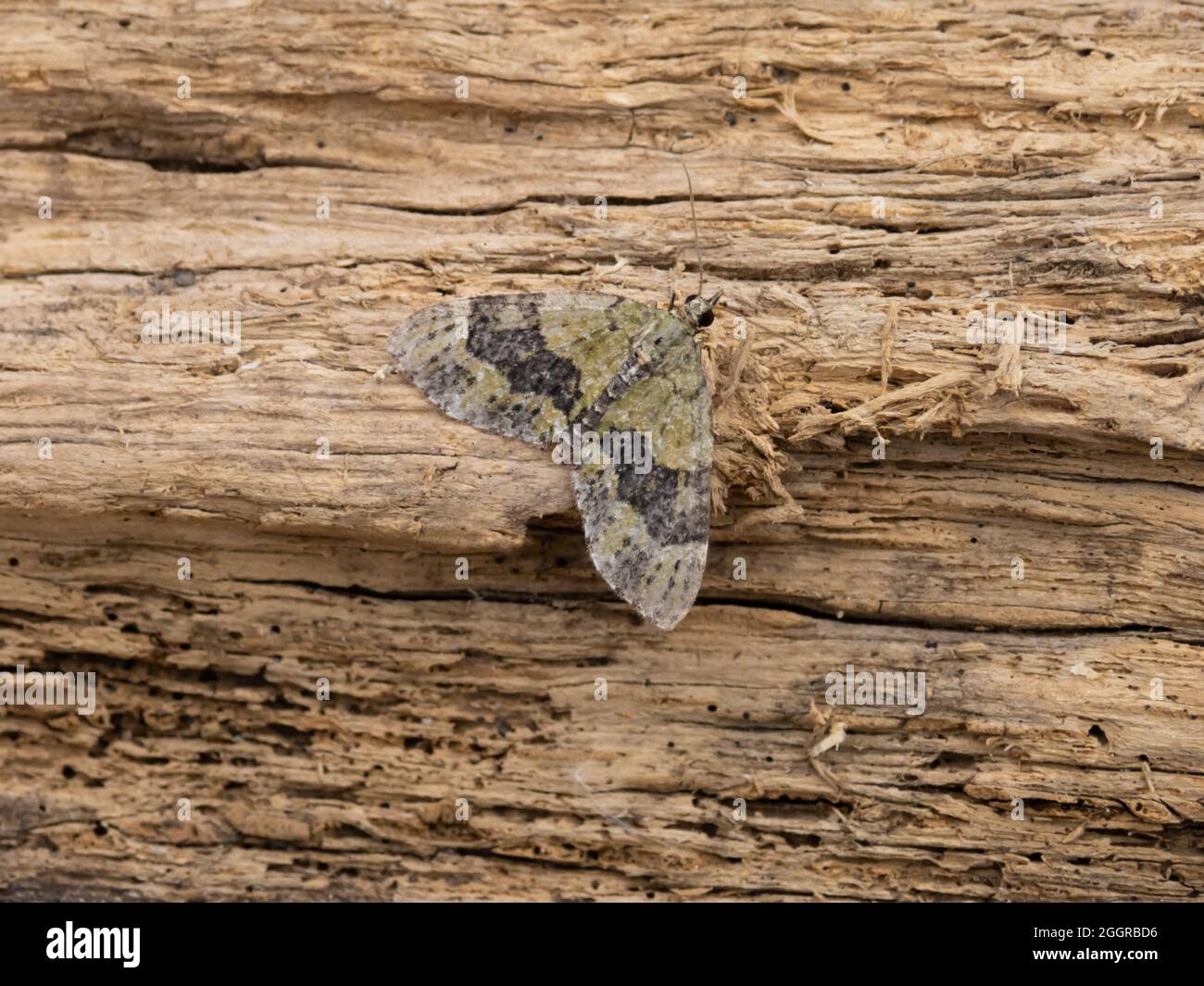 Acasis viretata, the Yellow-barred Brindle Moth, perched on a log Stock ...