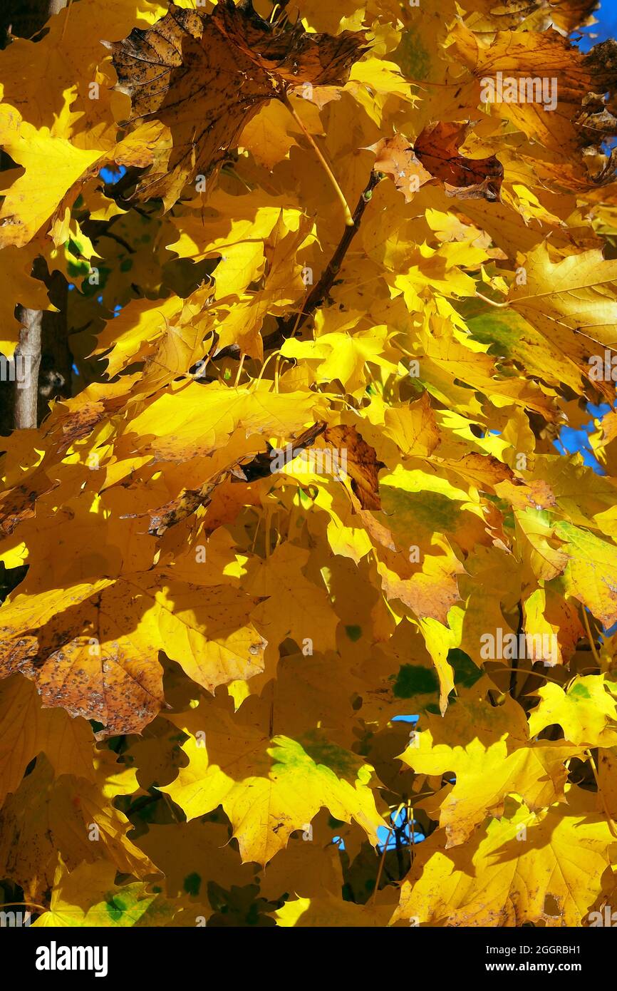Maple, Ahorne, Acer, juhar, Hungary, Magyarország, Europe Stock Photo ...