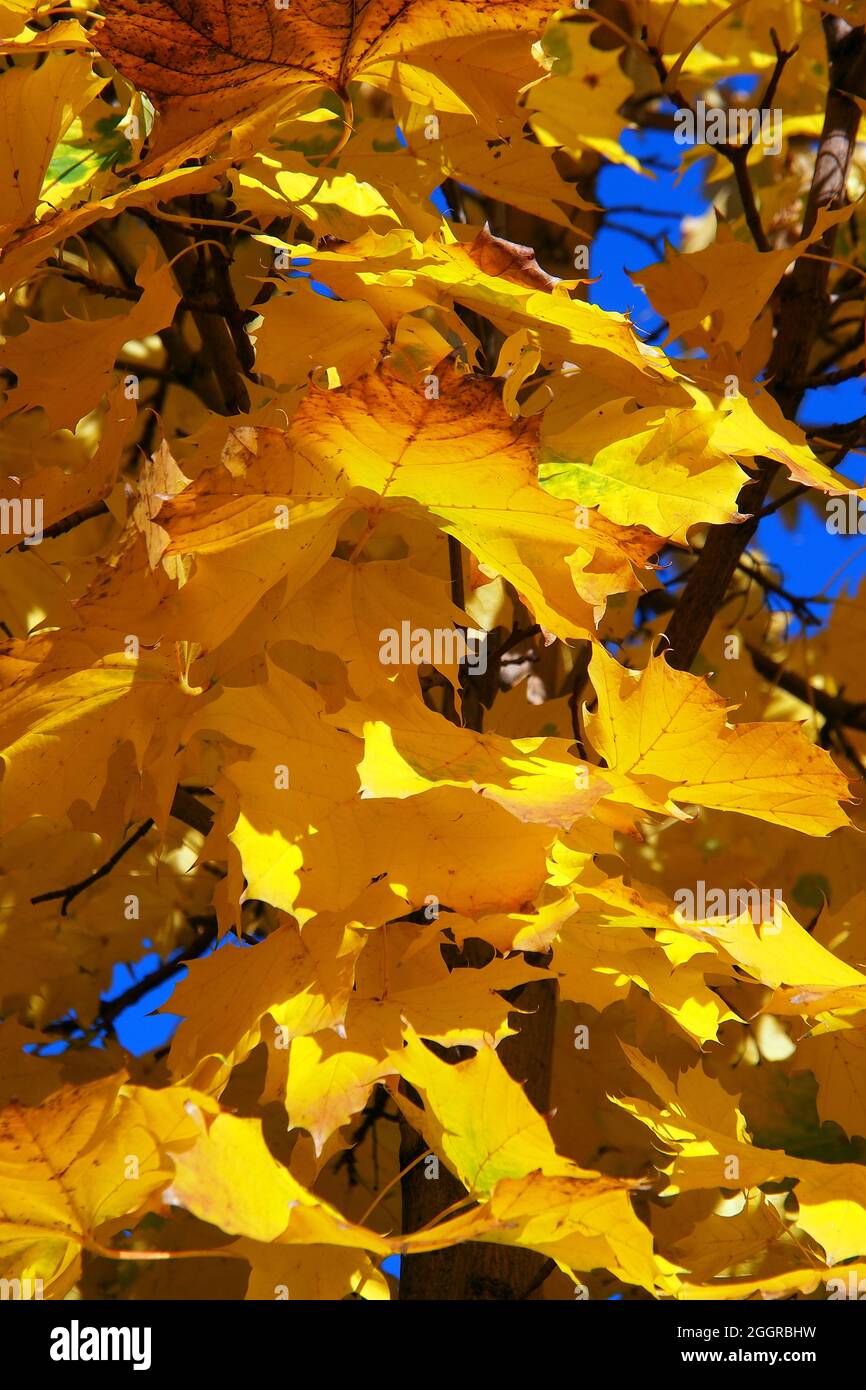 Maple, Ahorne, Acer, juhar, Hungary, Magyarország, Europe Stock Photo ...