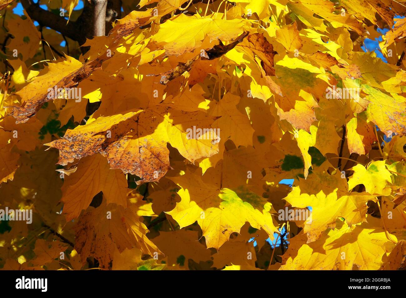 Maple, Ahorne, Acer, juhar, Hungary, Magyarország, Europe Stock Photo ...