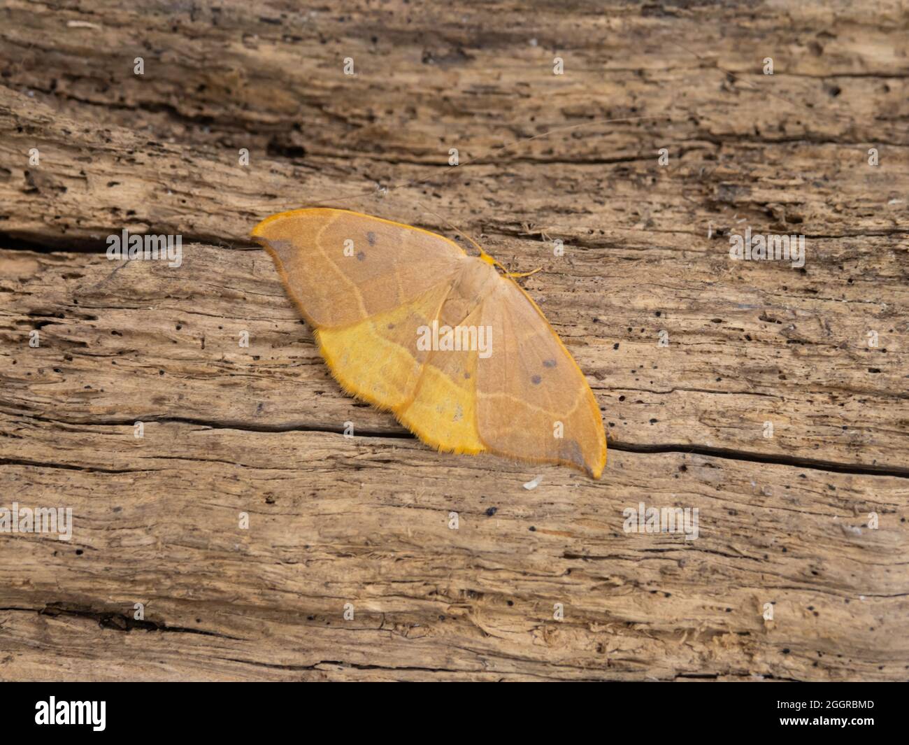 Oak Hook-tip Moth, Drepana binaria, perched on a log Stock Photo - Alamy
