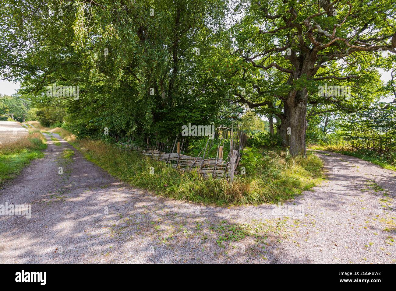Amazing beauty on at a fork in two roads in summer forest. Beautiful ...