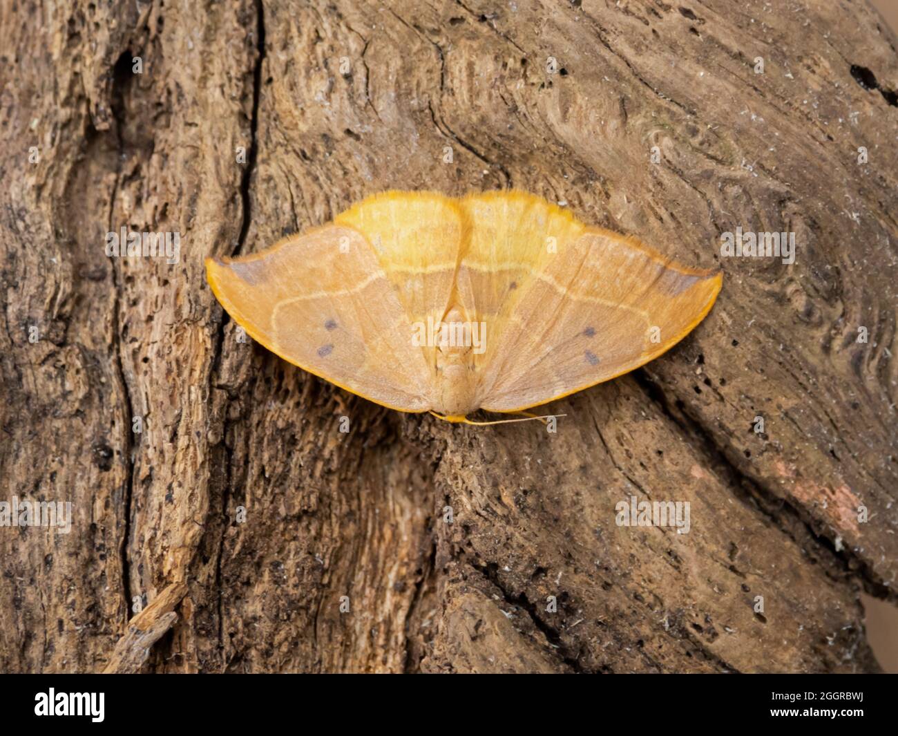 Oak Hook-tip Moth, Drepana binaria, perched on a log Stock Photo - Alamy