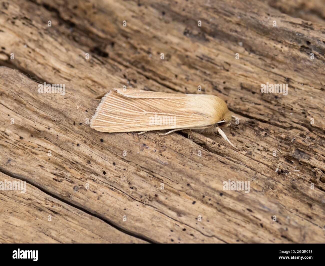Common wainscot moths hi-res stock photography and images - Alamy