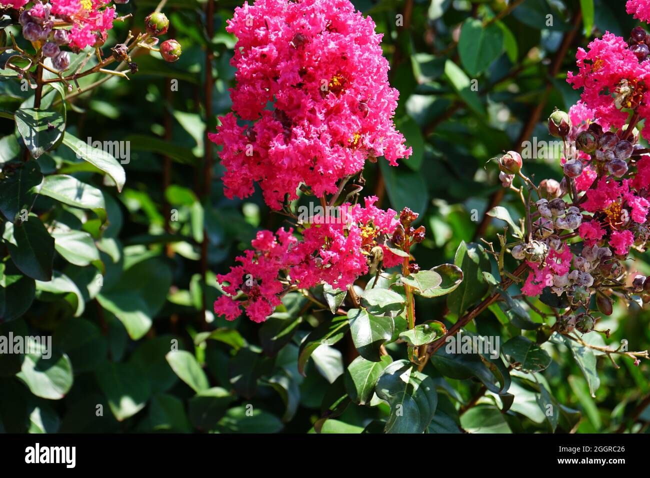 Beauty within hi-res stock photography and images - Alamy