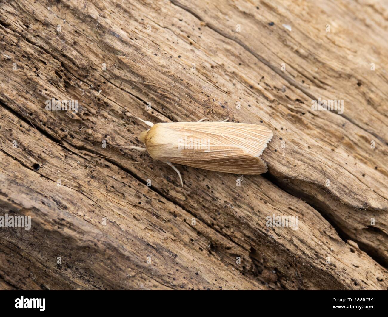 Common wainscot moths hi-res stock photography and images - Alamy