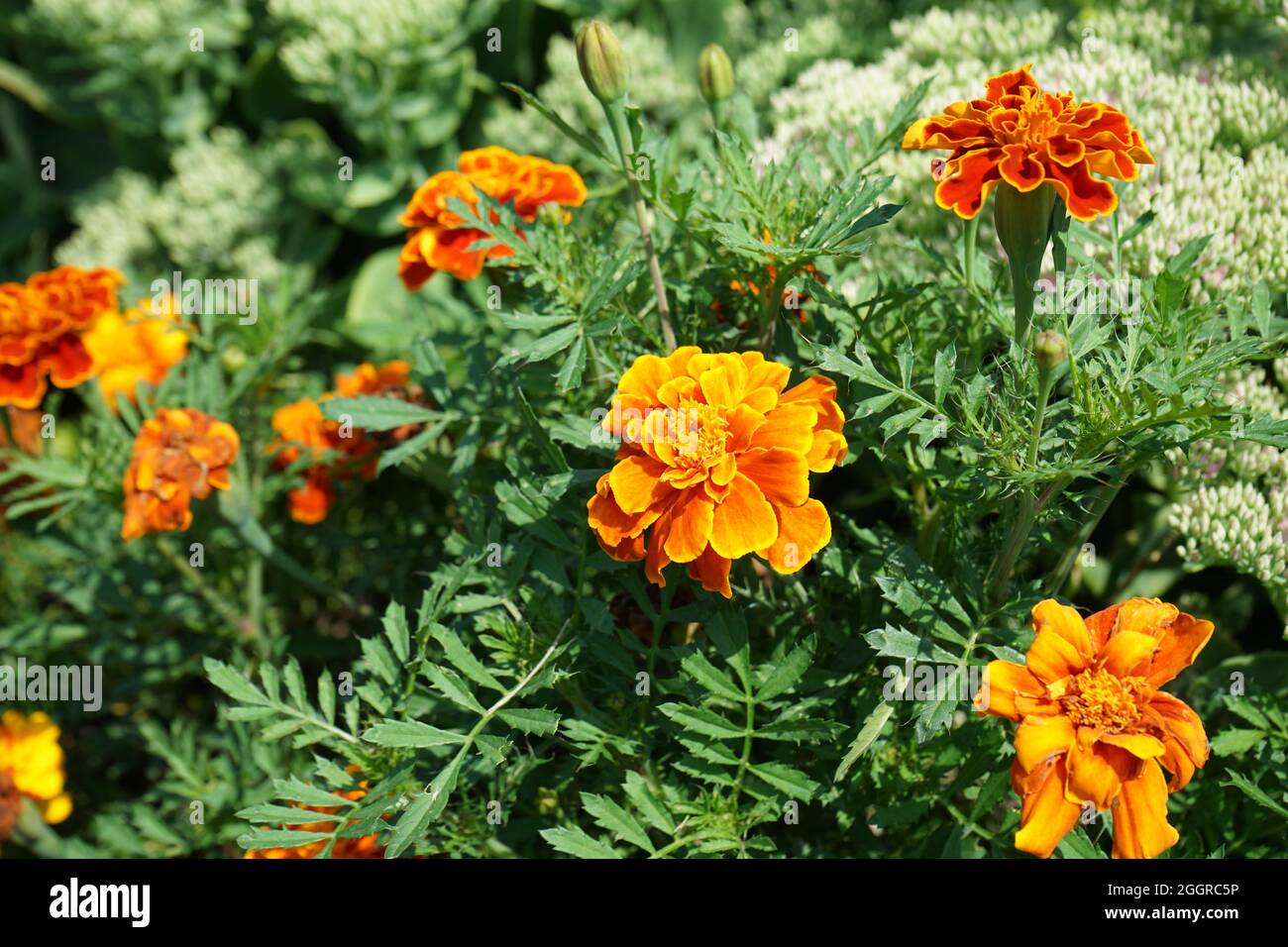 Art within nature hi-res stock photography and images - Alamy