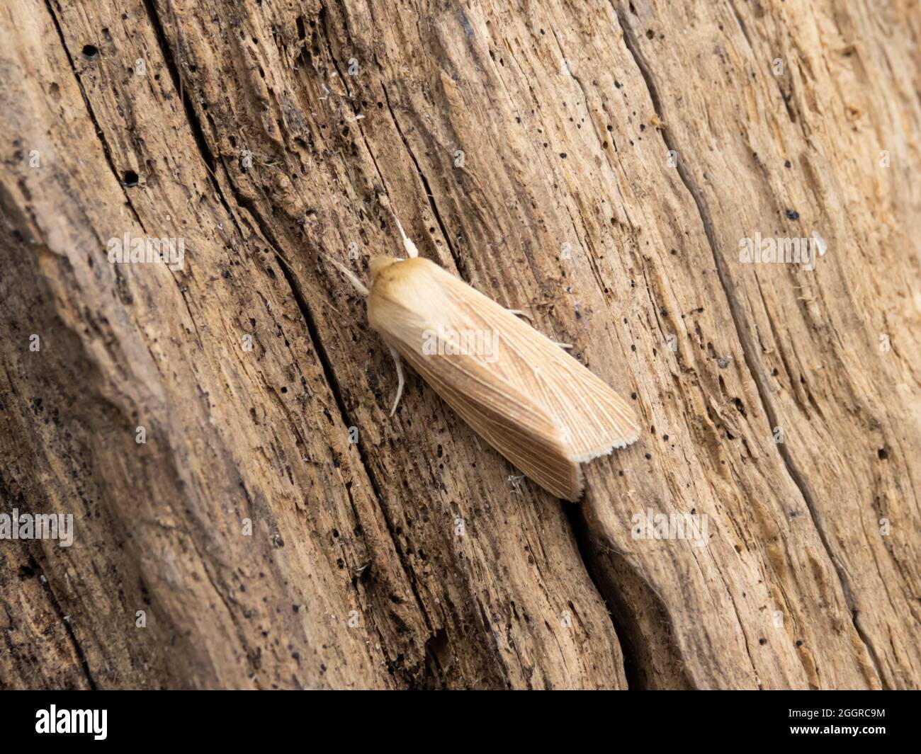 Common wainscot moths hi-res stock photography and images - Alamy