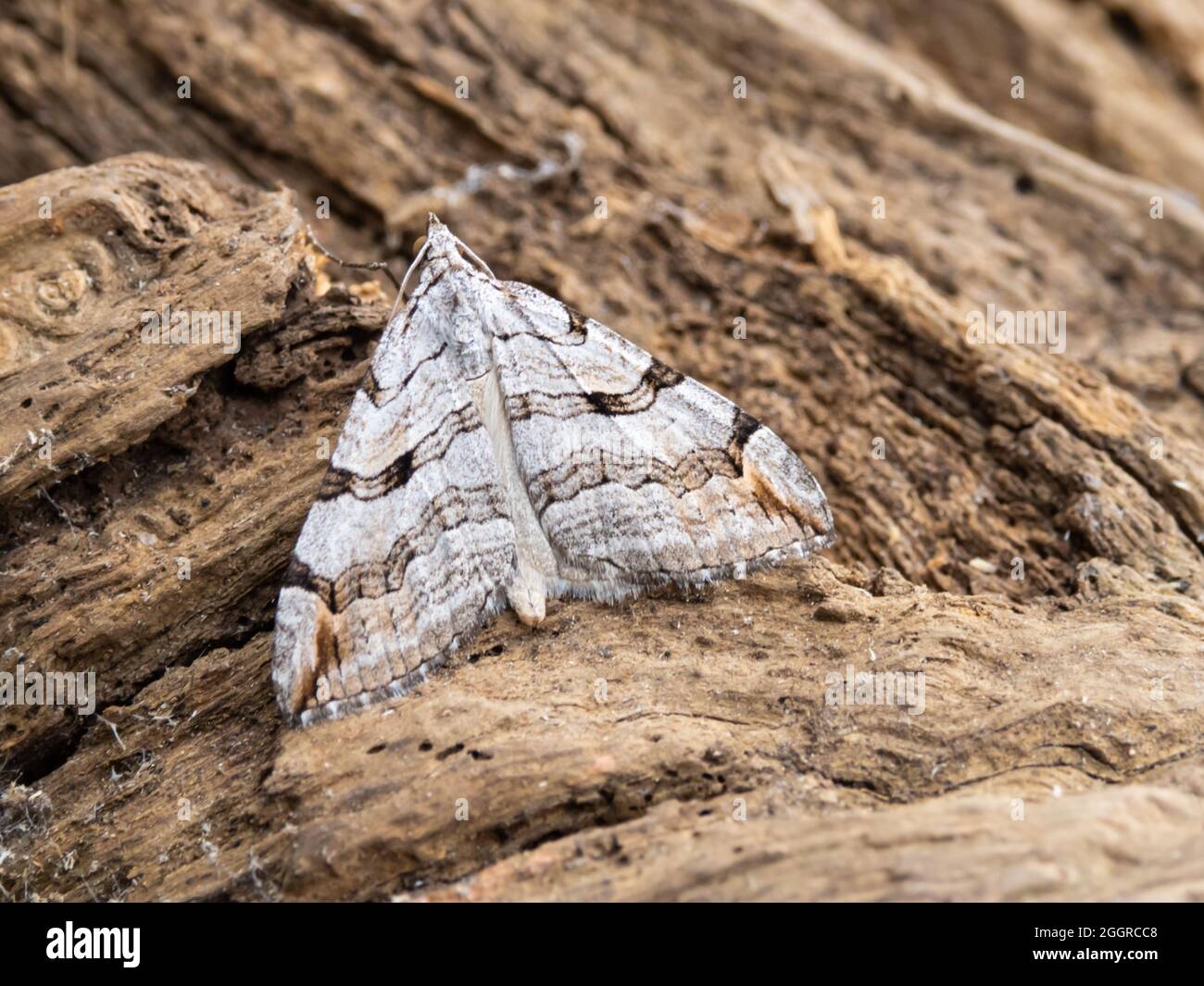 Treble-bar or St. John's Wort Inchworm Moth, Aplocera plagiata, perched ...