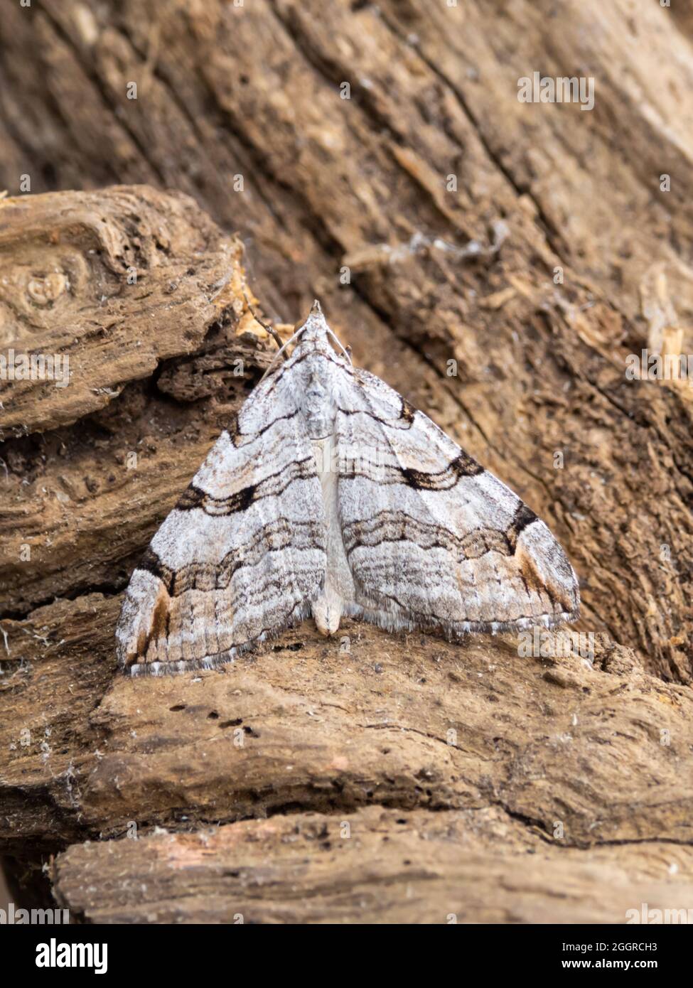 Treble bar moth hi-res stock photography and images - Alamy