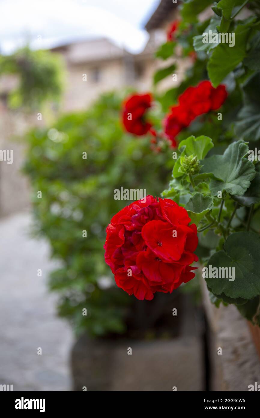Vertical selective shot of a red floribunda growing from a side of the ...