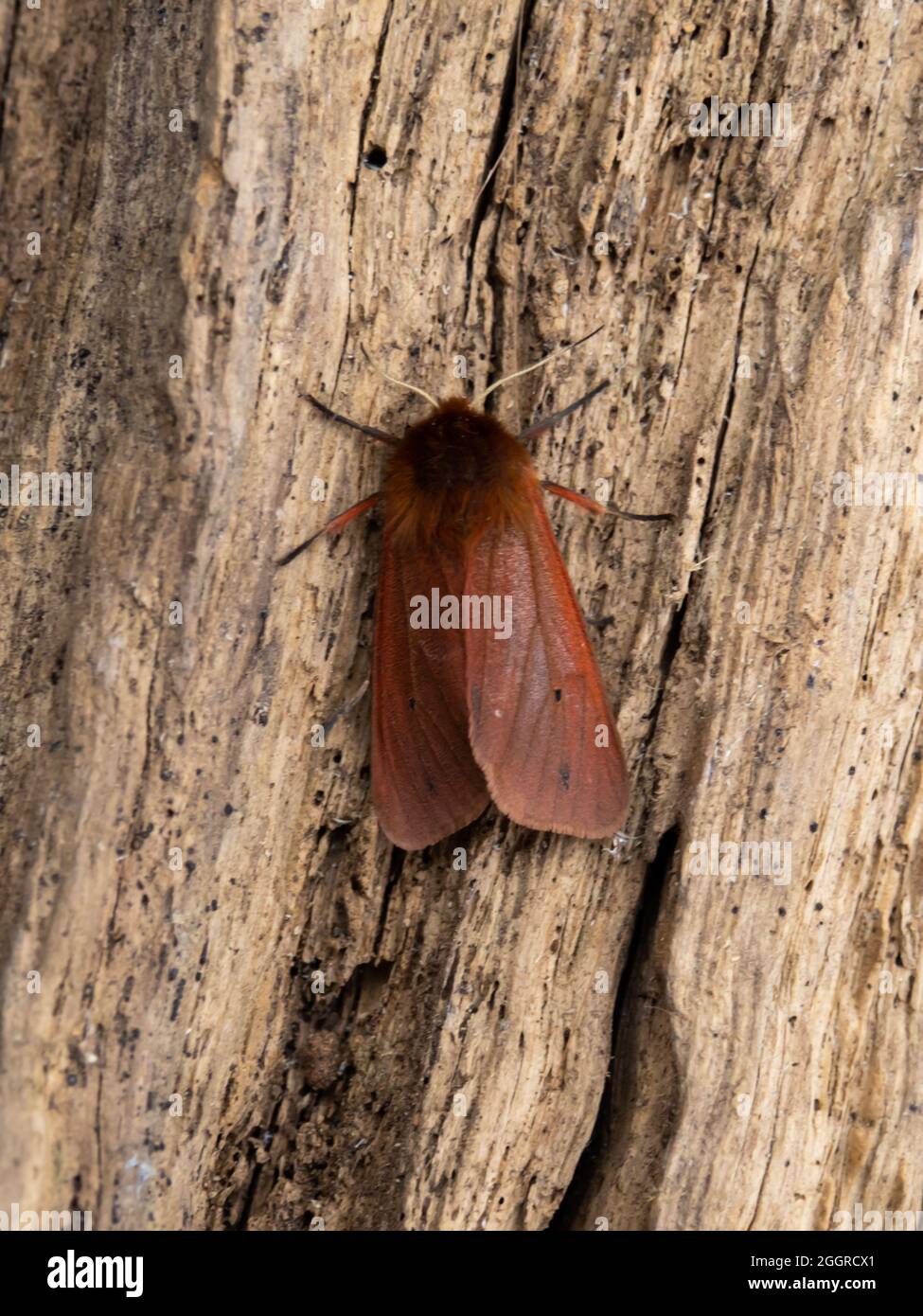 Ruby tiger moth hi-res stock photography and images - Alamy