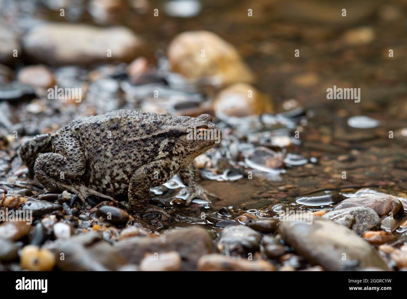 common gray toad on the shore of a reservoir close-up Stock Photo - Alamy