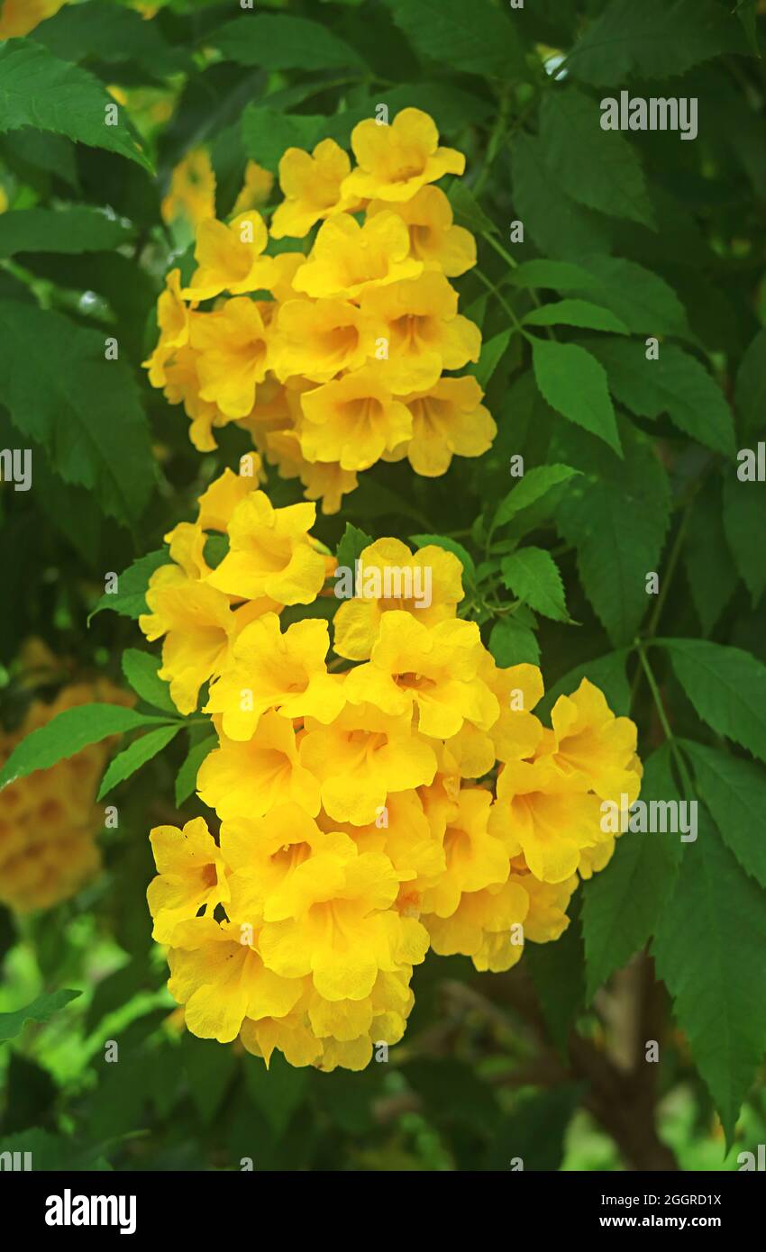 Ginger thomas flower hi-res stock photography and images - Alamy