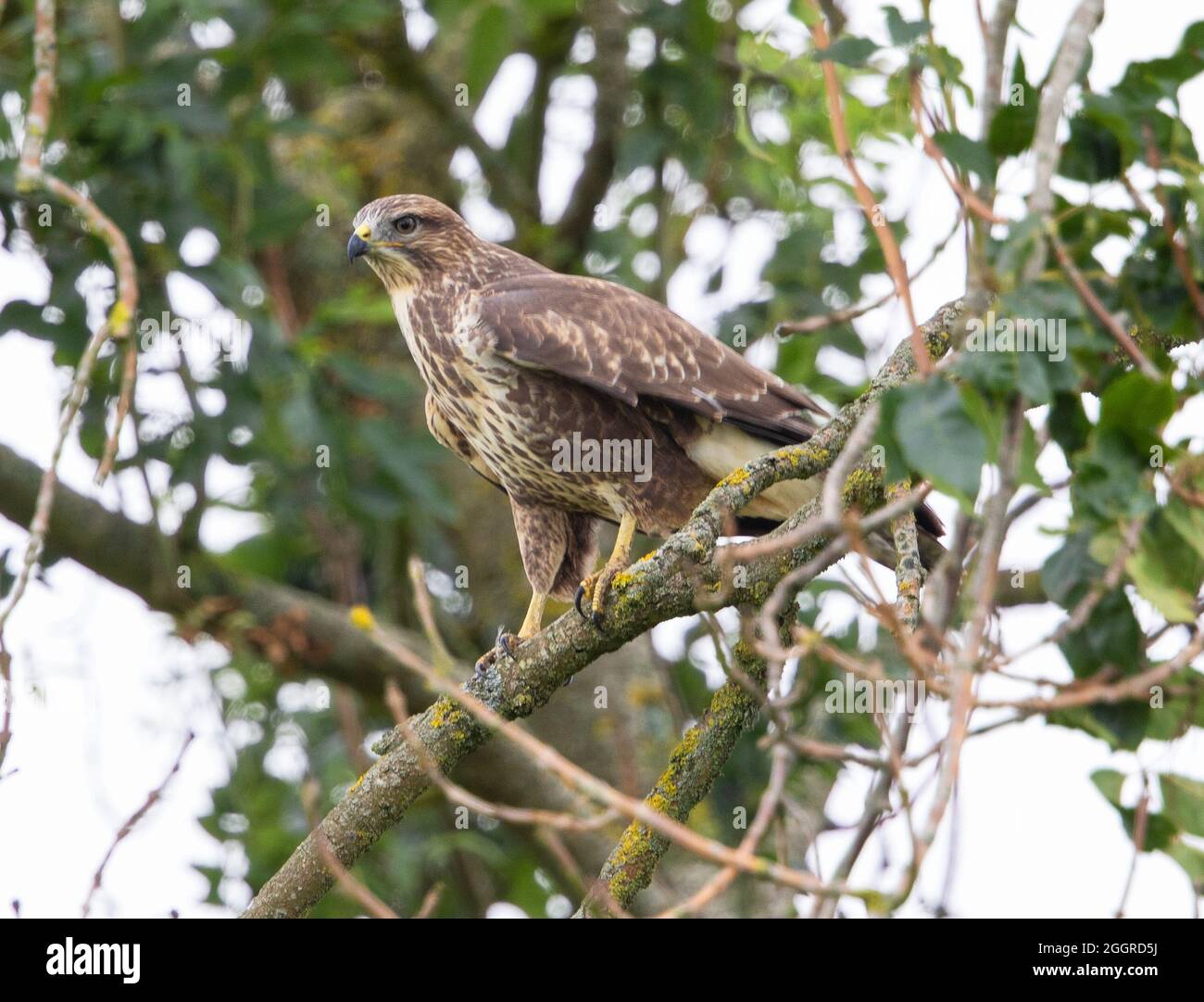 Common Buzzard perched in a tree in the Cotswold Hills Stock Photo - Alamy