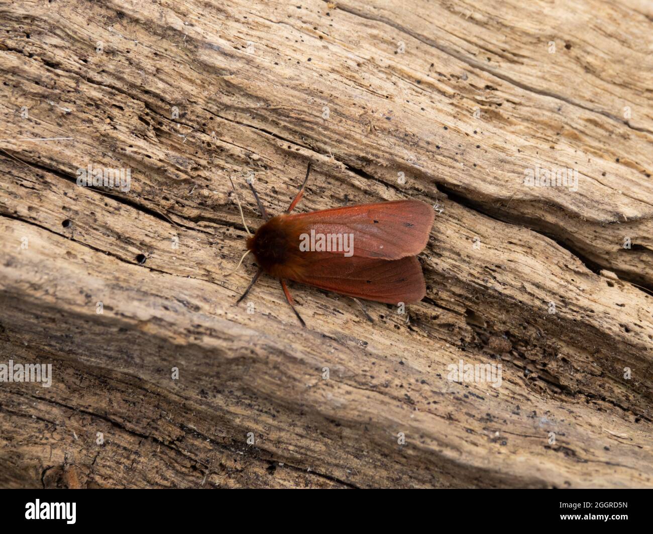 Phragmatobia fuliginosa, the Ruby Tiger Moth, perched on a log Stock ...