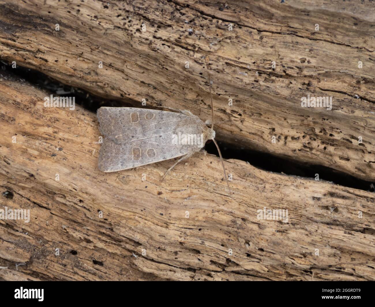 Noctuidae moth hi-res stock photography and images - Alamy