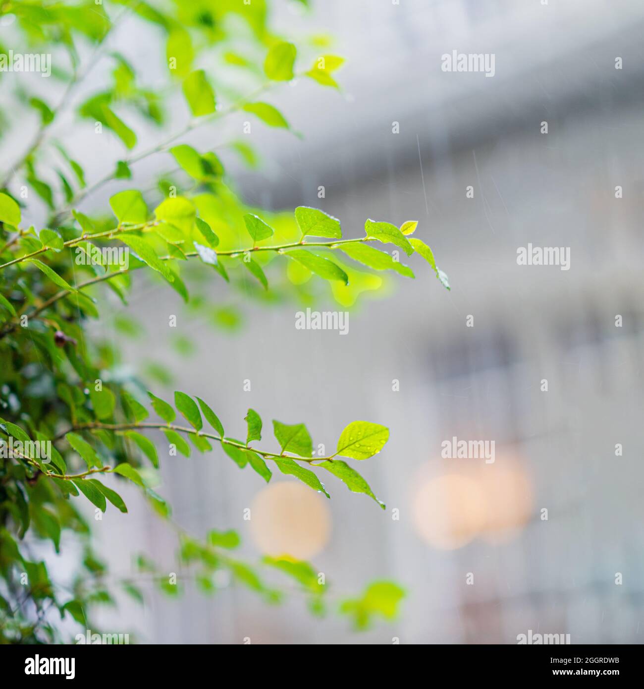 Rain drops, wet bush branches with berries, city bokeh. Concept of ...