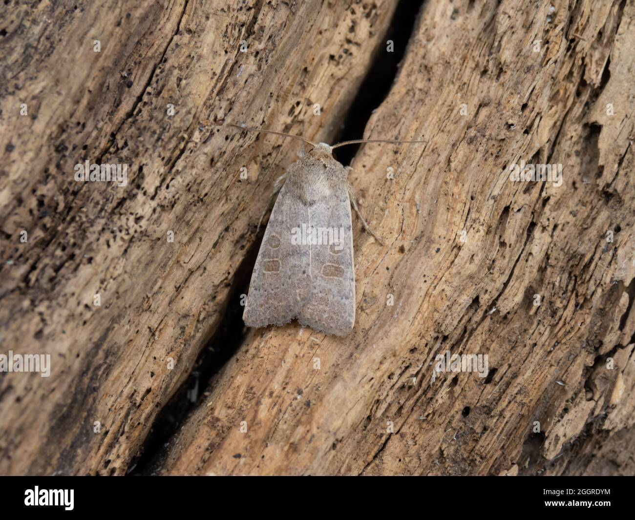 Noctuidae moth hi-res stock photography and images - Alamy