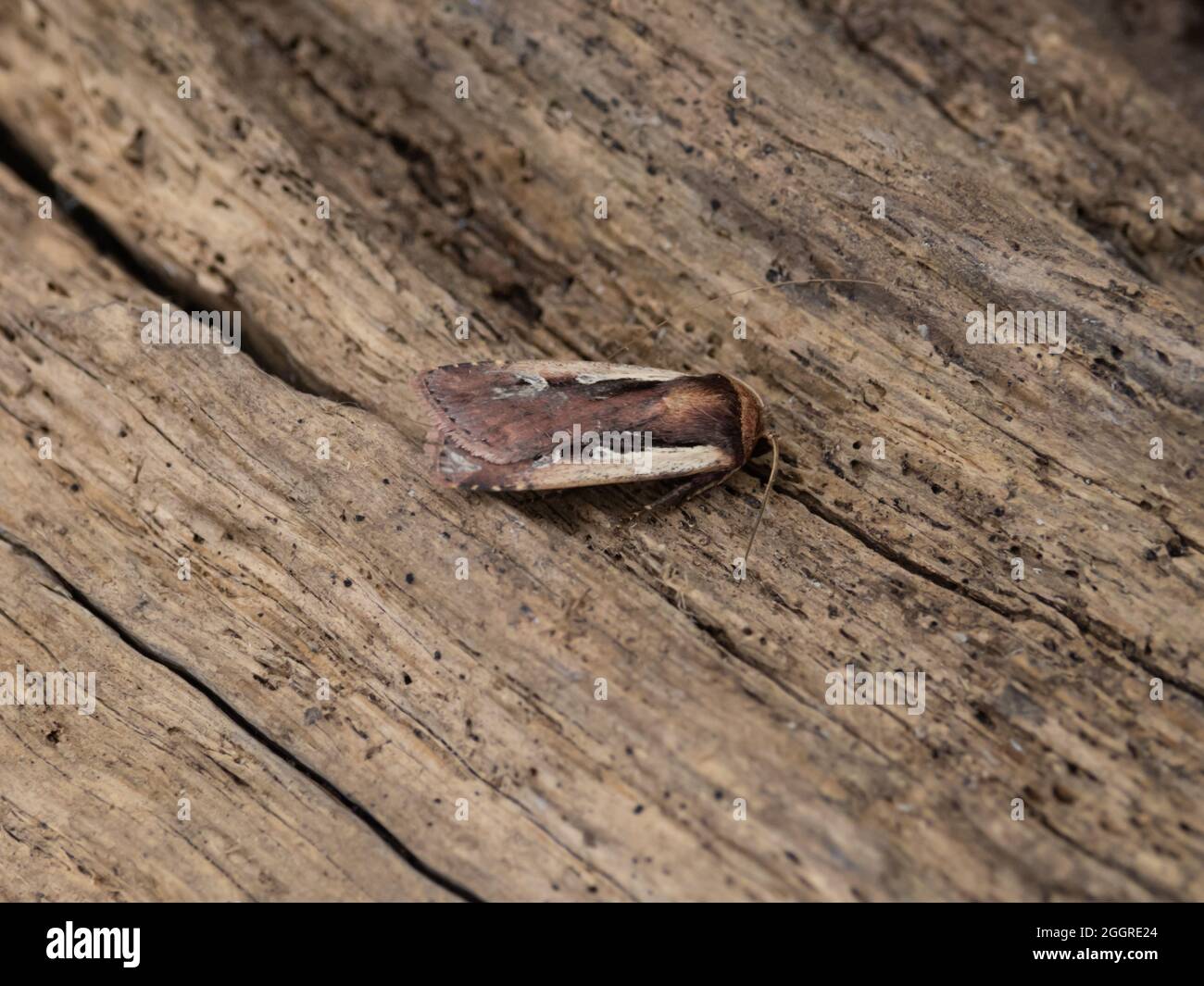 Moth To A Flame High Resolution Stock Photography and Images - Alamy