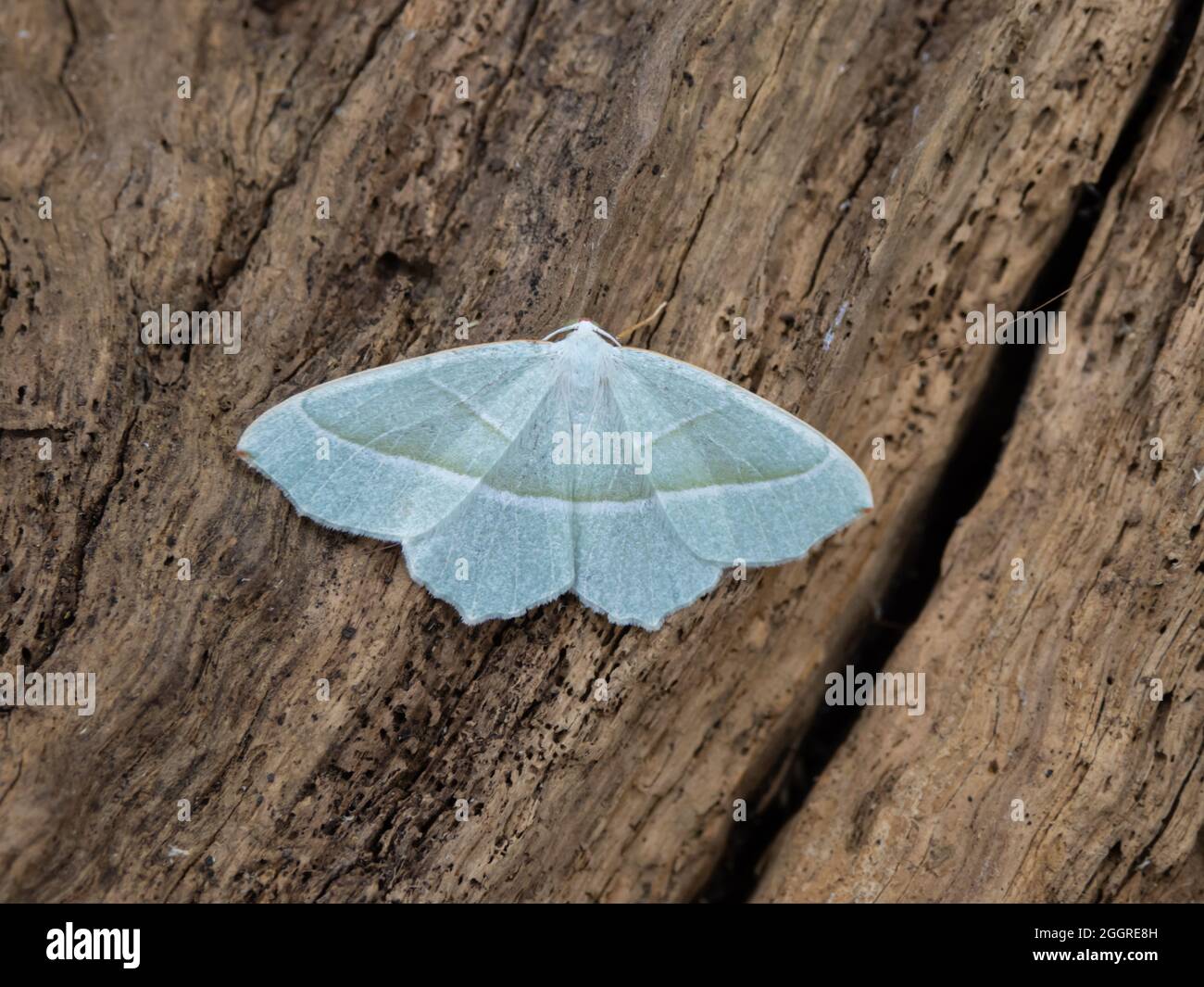 Moth geometridae uk hi-res stock photography and images - Alamy