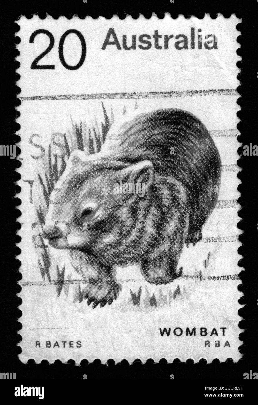 Wombat Black and White Stock Photos & Images - Alamy