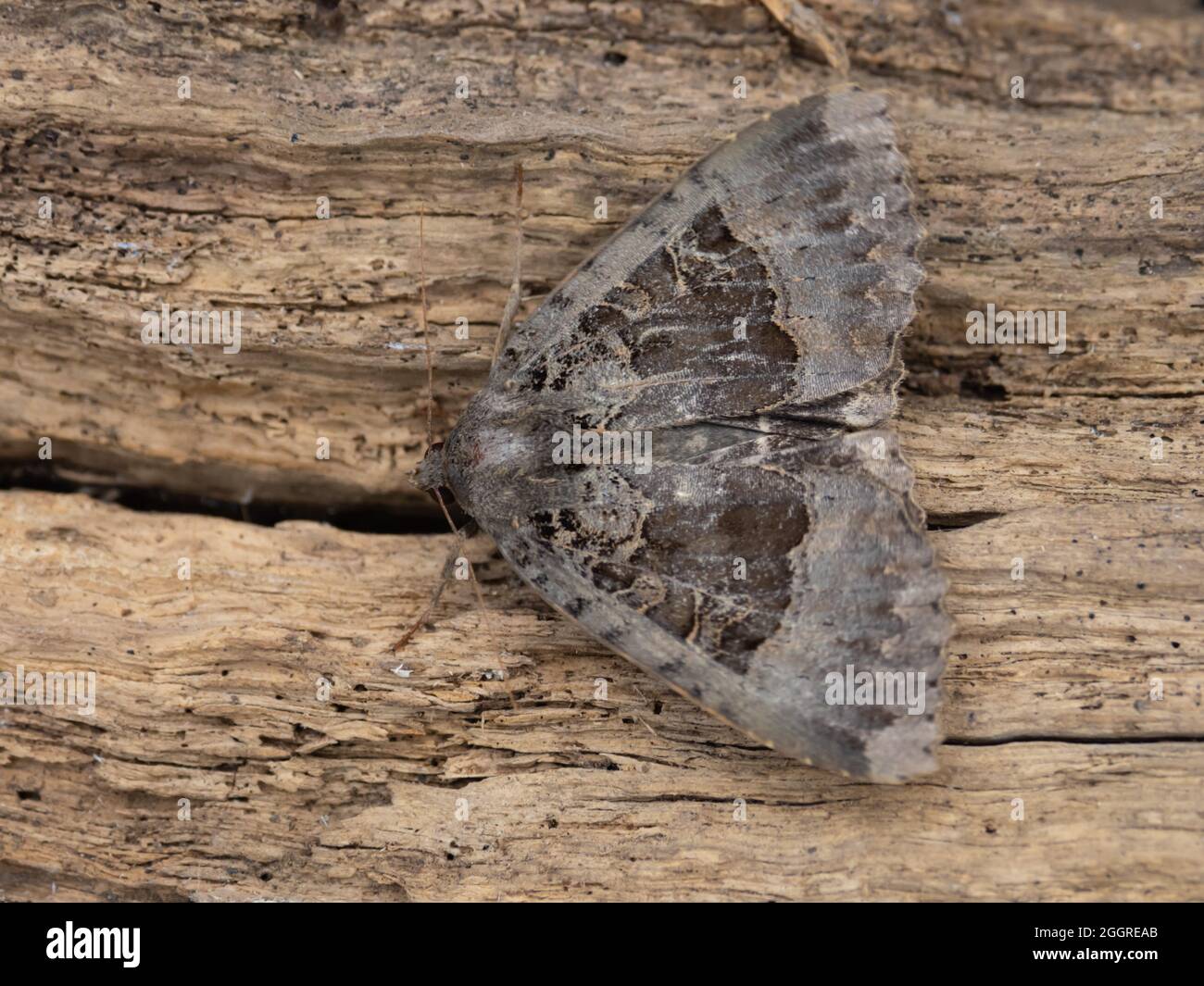 Mormo maura, the Old Lady Moth, also known as the Black Underwing Moth ...