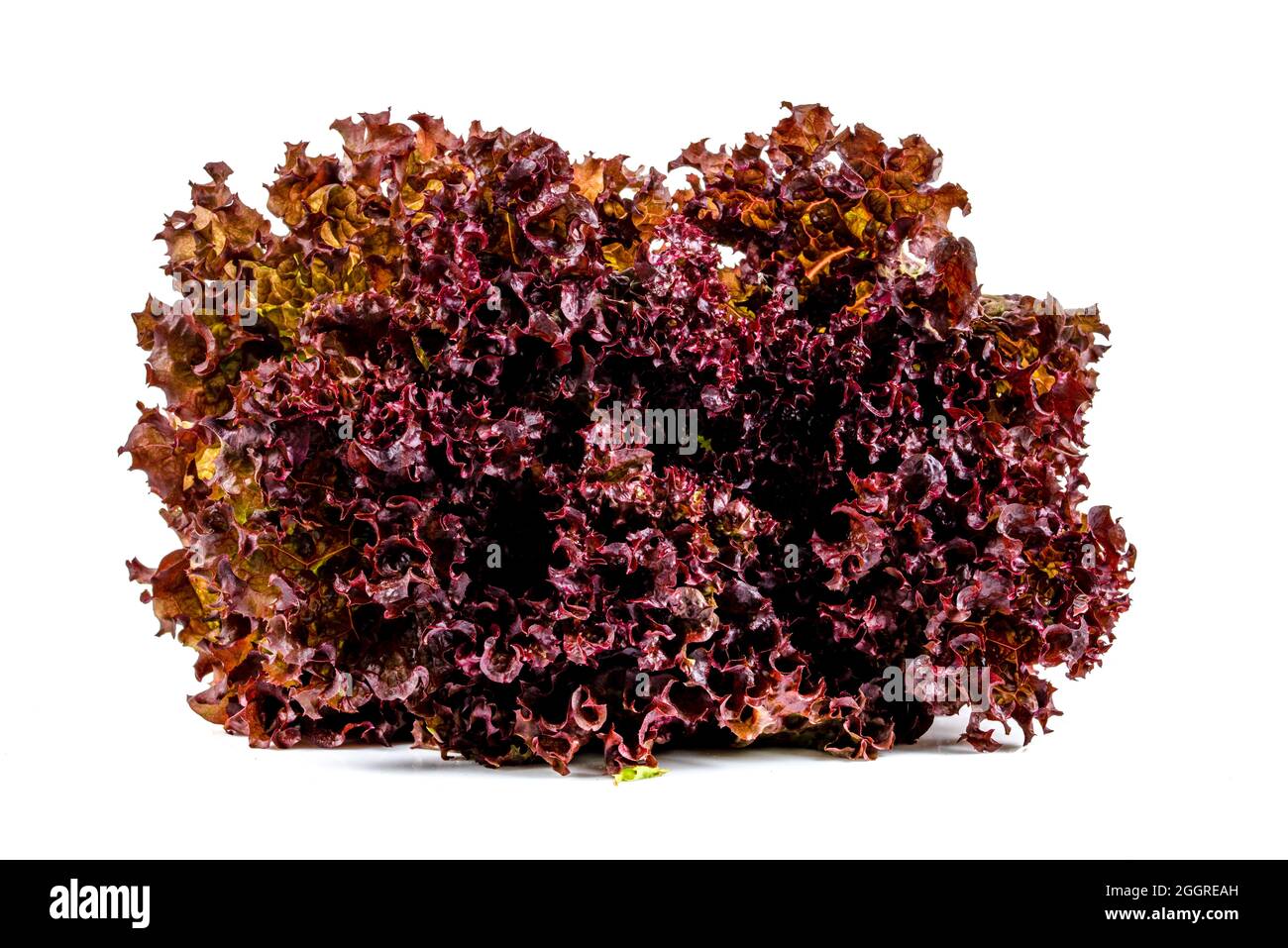 Fresh red curled lettuce isolated on white background Stock Photo - Alamy