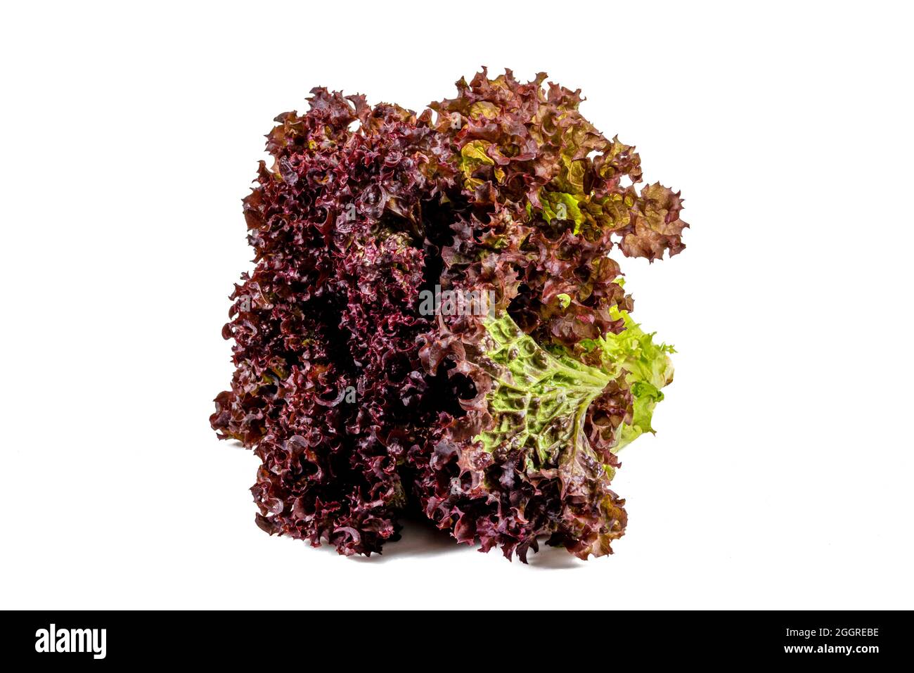 Fresh red curled lettuce isolated on white background Stock Photo - Alamy