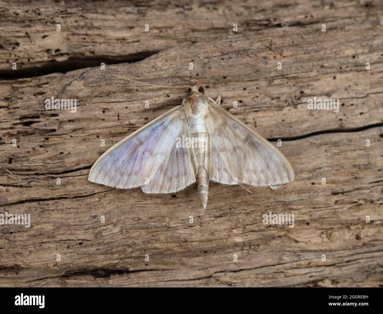 Patania ruralis, the Mother of Pearl Moth, perched on a log Stock Photo ...