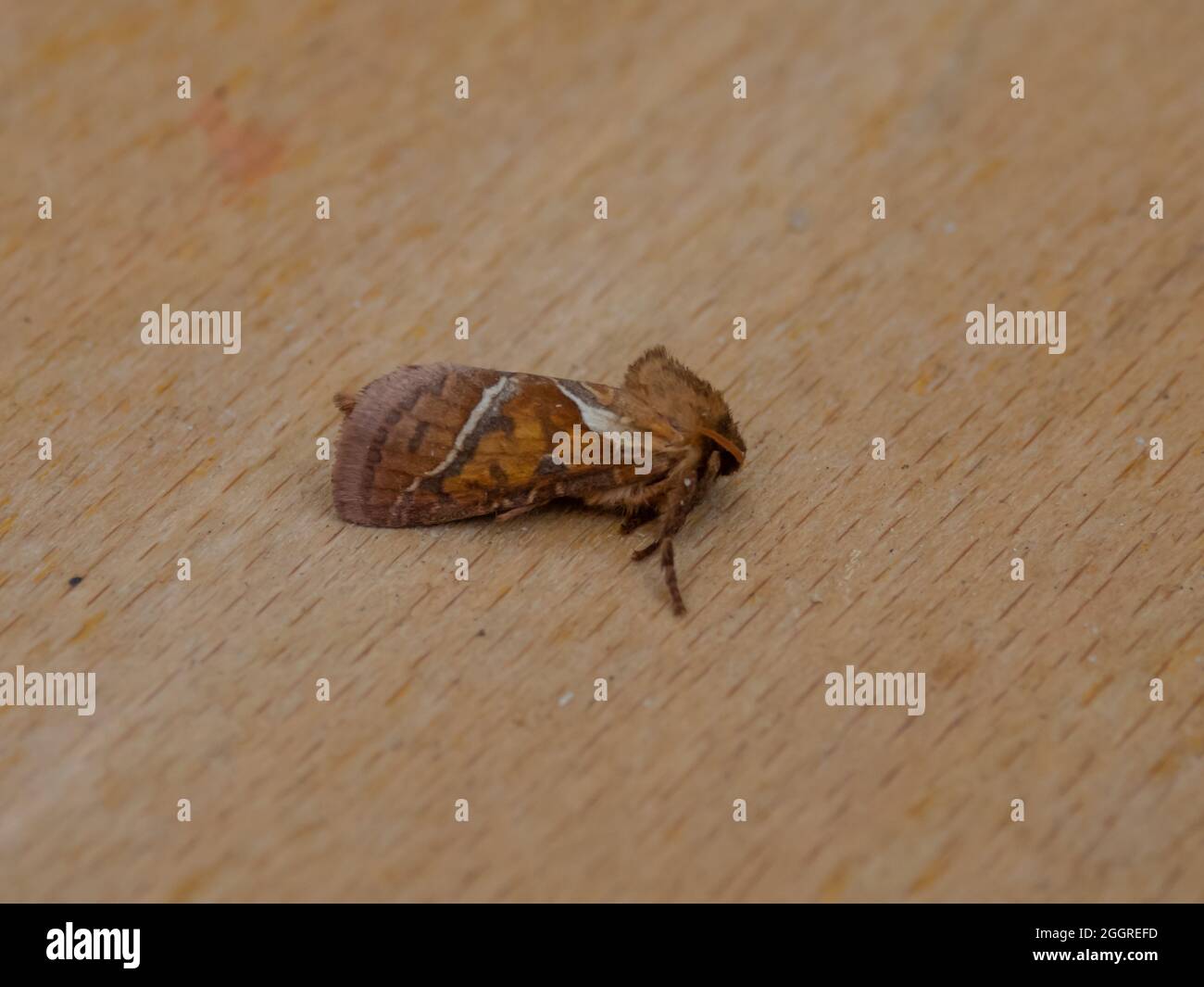 Orange swift moth uk hi-res stock photography and images - Alamy