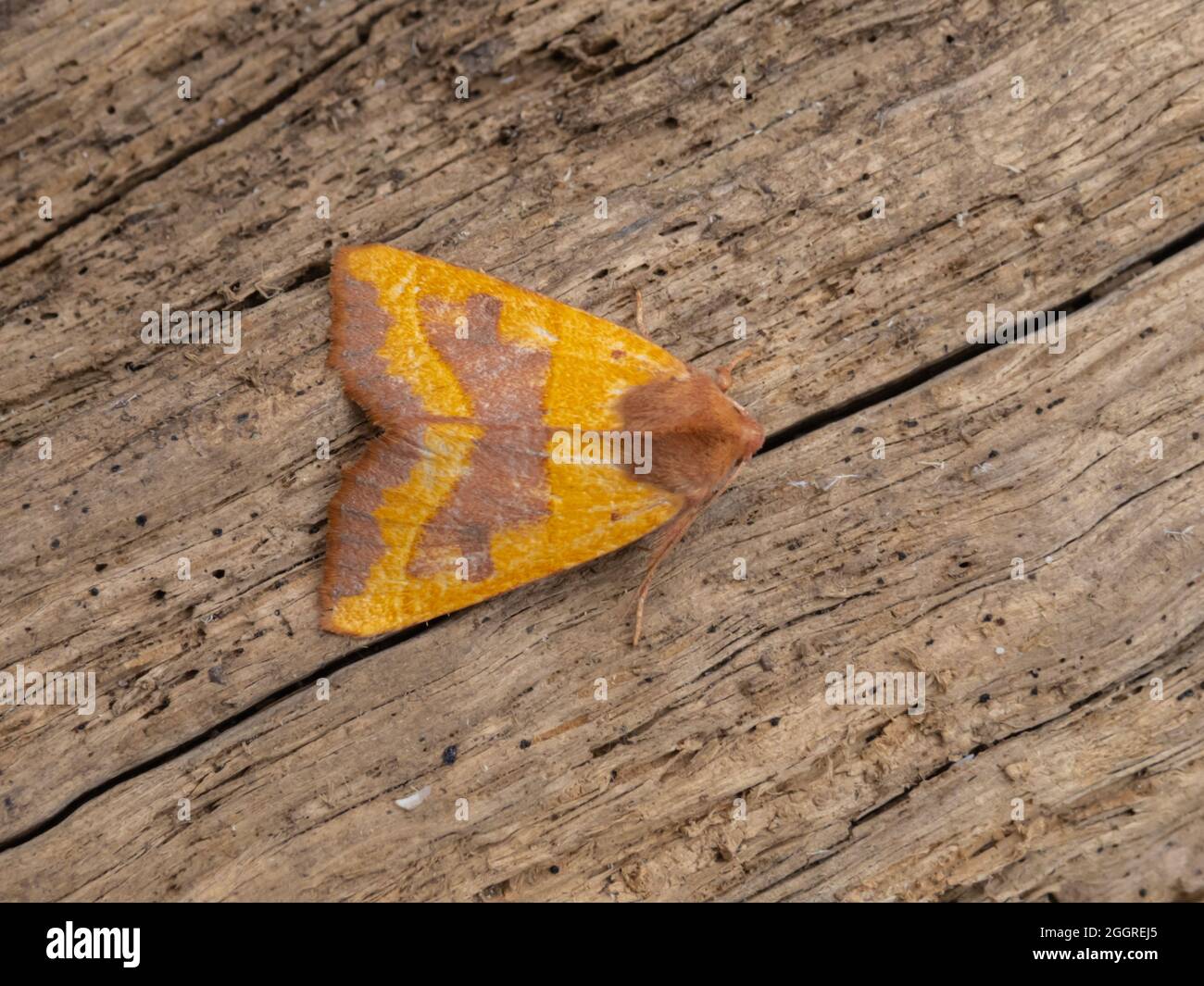 Atethmia centrago, the Centre-barred Sallow Moth, perched on a log ...