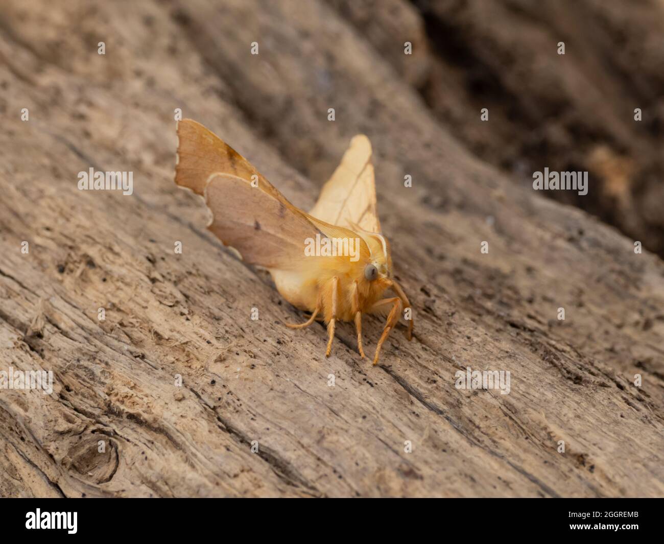 September Thorn Moth High Resolution Stock Photography and Images - Alamy