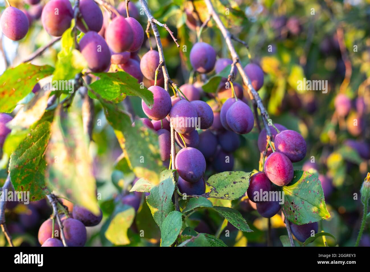 Ripe juicy plums hi-res stock photography and images - Alamy