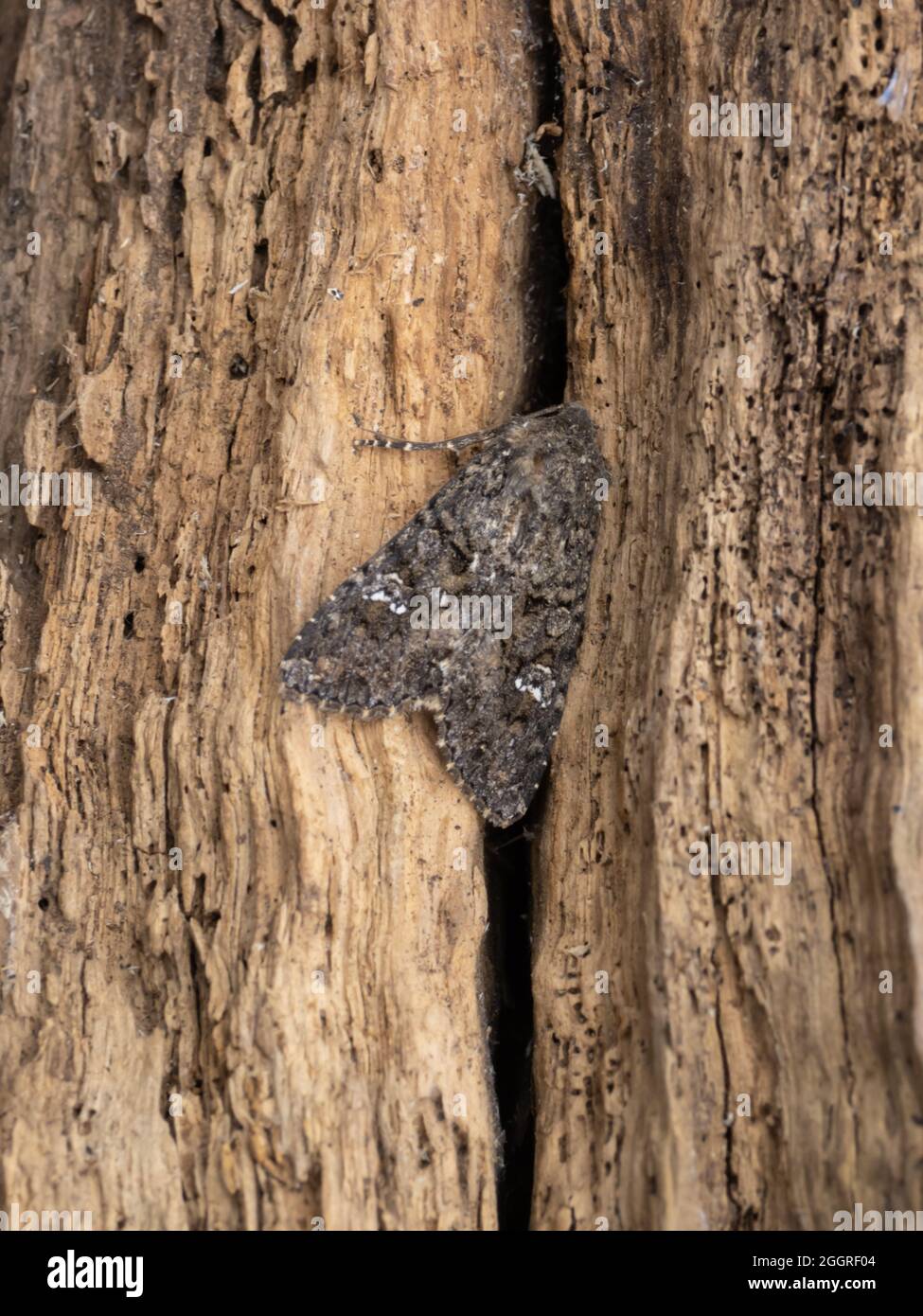 Common uk moth hi-res stock photography and images - Alamy