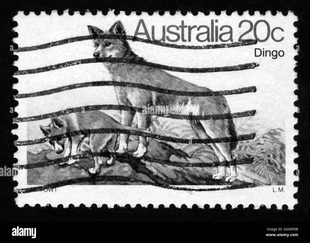 Old dingo Black and White Stock Photos & Images - Alamy