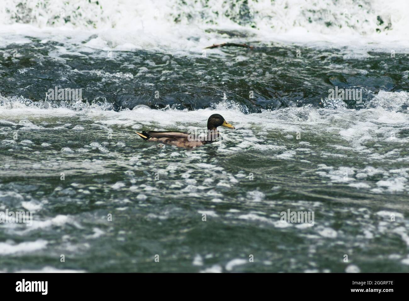 A mallard swimming in a polluted river. Concept of enviromental issues ...