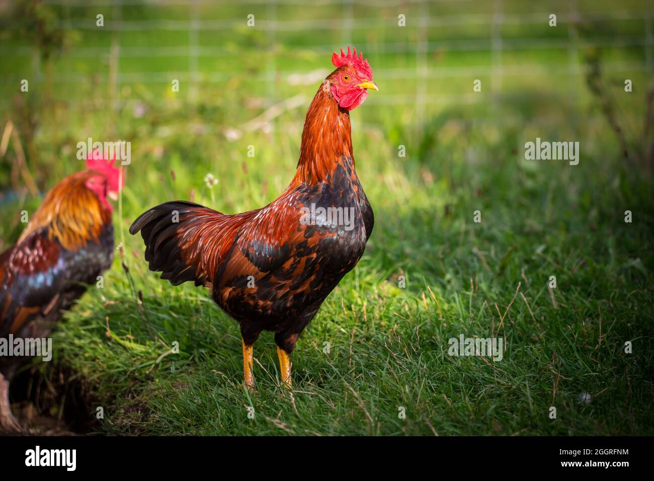 Welsummer Chicken High Resolution Stock Photography and Images - Alamy