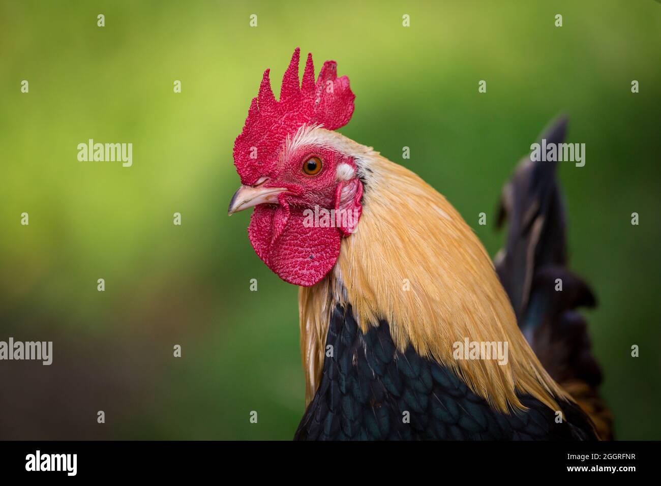 Welsummer Chicken High Resolution Stock Photography and Images - Alamy