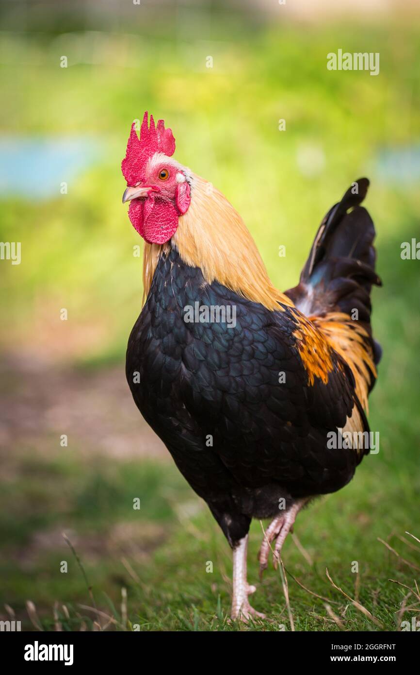 Welsumer rooster, a chicken breed from Netherlands Stock Photo - Alamy