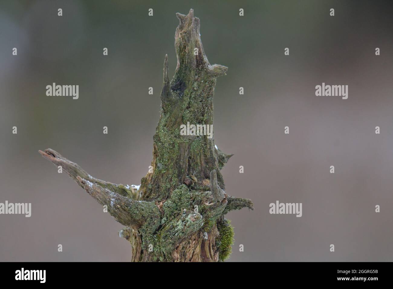 Old tree stump trunk hi-res stock photography and images - Alamy