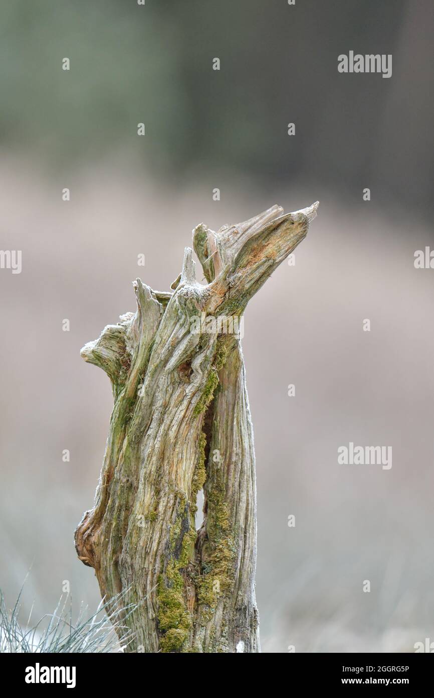 Old tree stump autumn hi-res stock photography and images - Alamy
