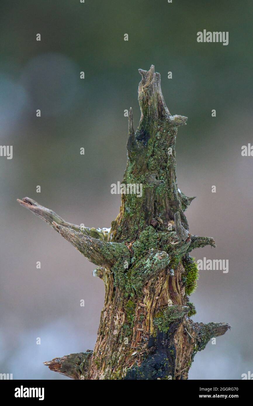Asian small tree hi-res stock photography and images - Alamy