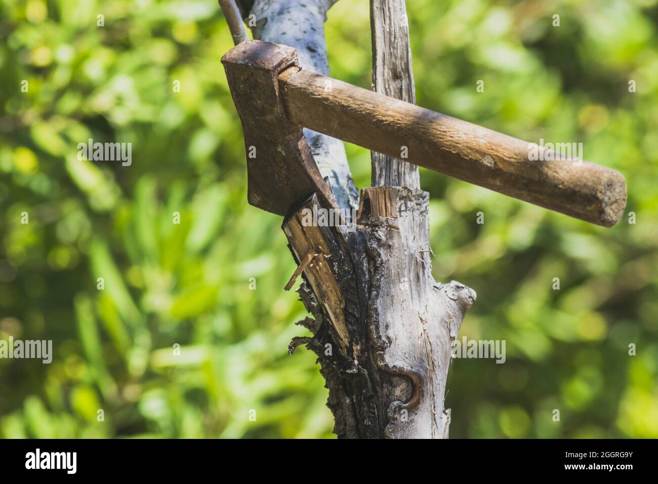 Shallow focus shot of a hatchet stuck in a thin tree trunk in front of ...