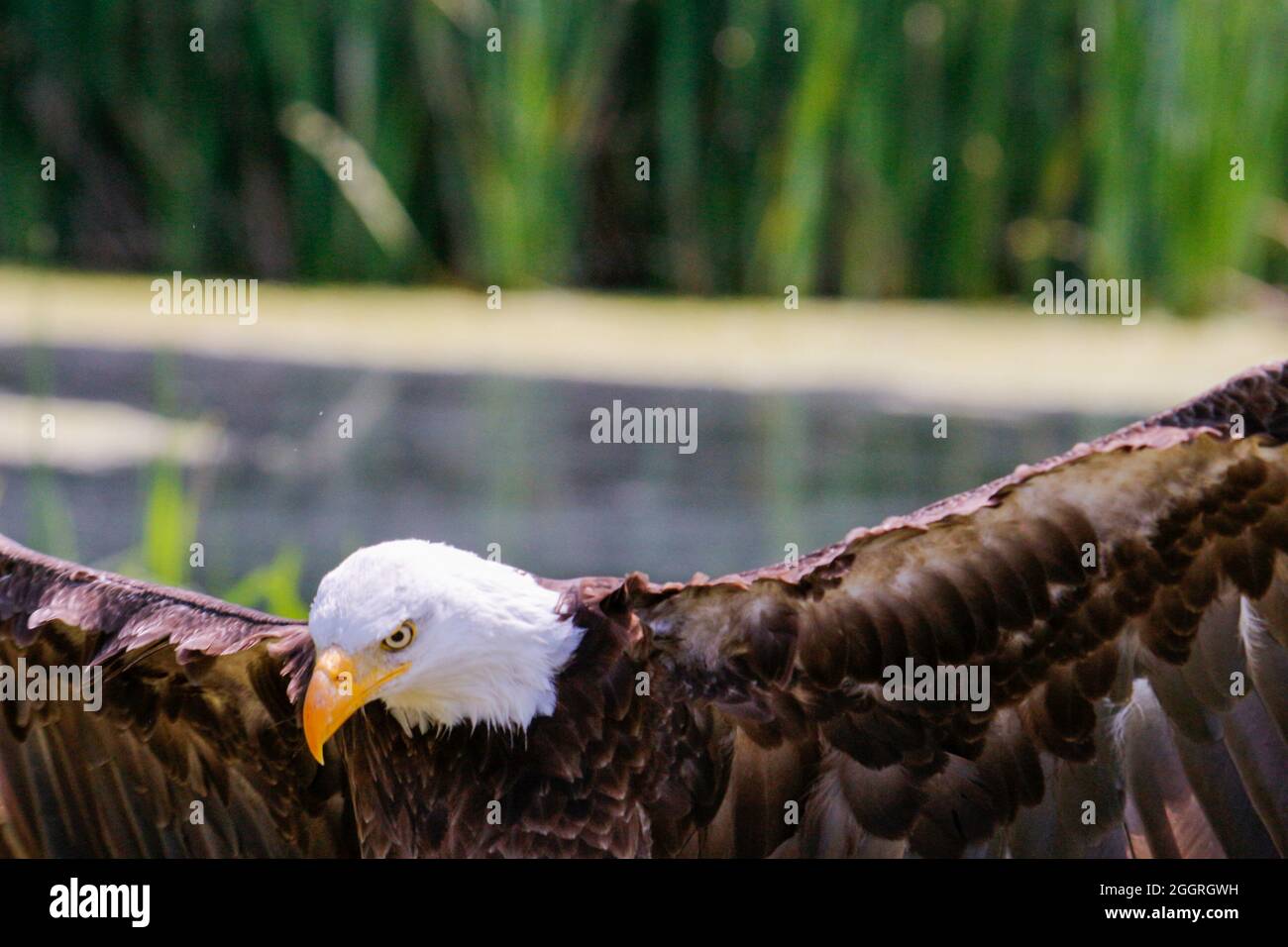 View of an eagle flying over the pond in the forest Stock Photo - Alamy