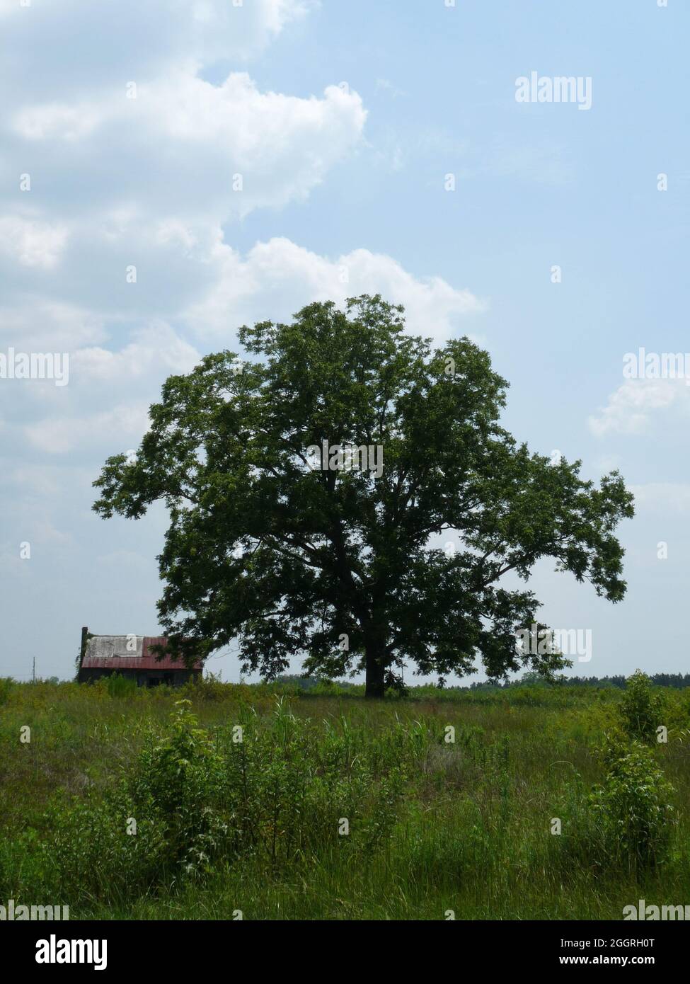 oak tree by old barn vertical Stock Photo - Alamy