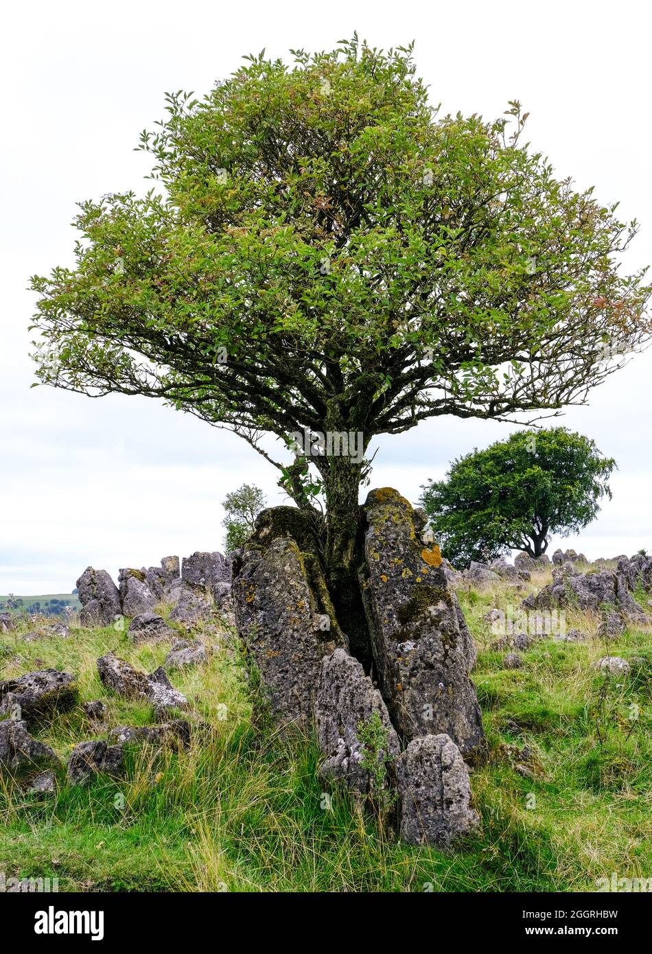Roystone Rocks in the White Peak of Derbyshire with weathered textures ...