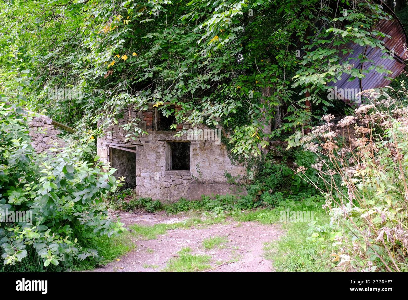 Derelict and abandoned ruins of a stone barn almost buried by ...