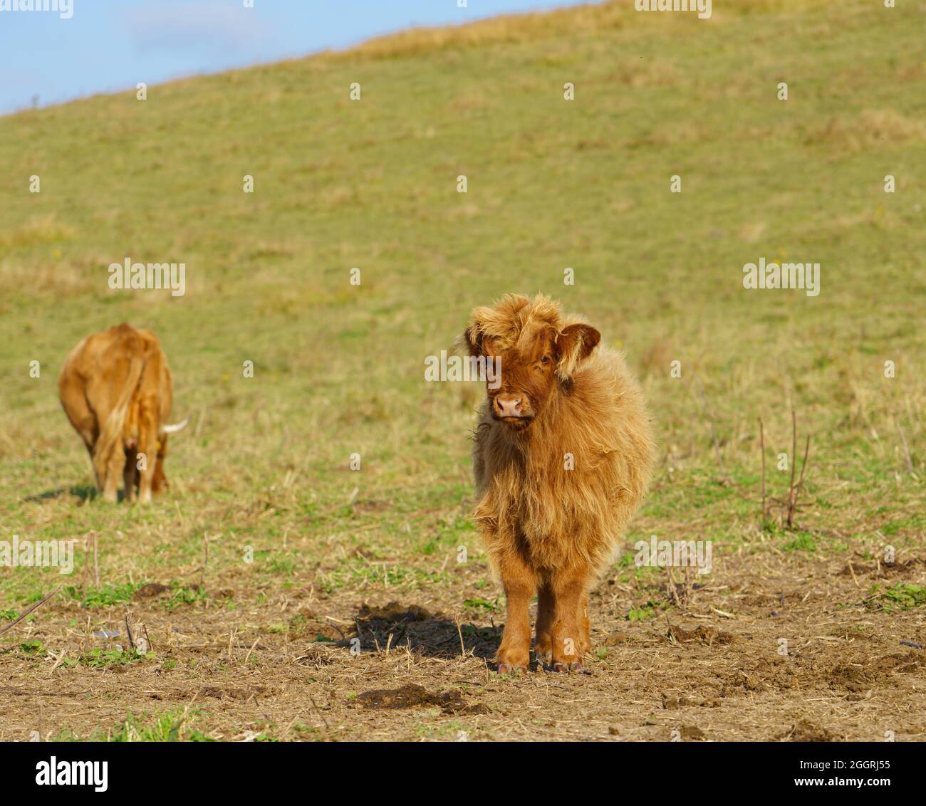 Light brown cattle hi-res stock photography and images - Alamy