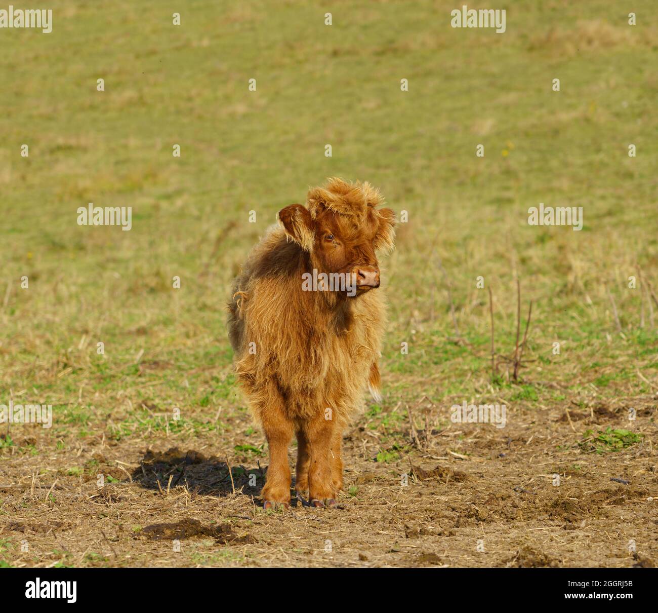 Light brown cattle hi-res stock photography and images - Alamy